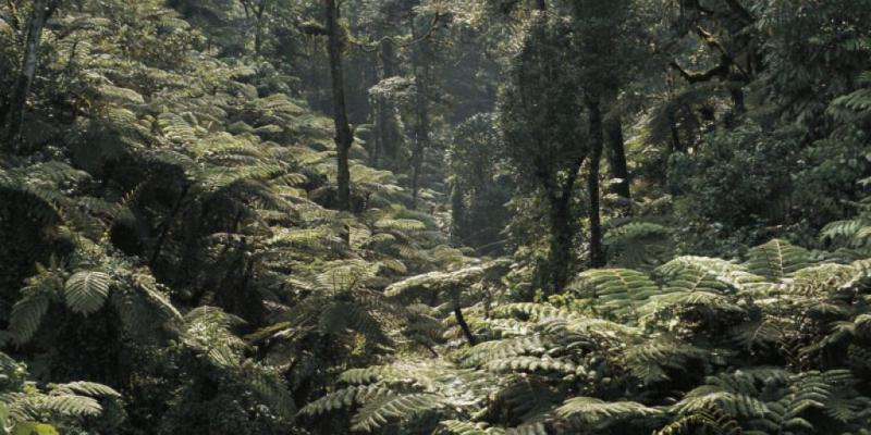 Oly Ilunga : « Ebola a un réservoir naturel dans la forêt équatoriale ...
