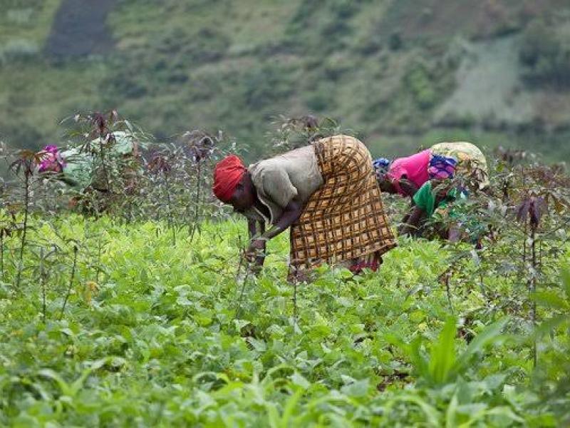 RDC : le gouvernement disponibilise 110 000 tonnes d'engrais aux ...