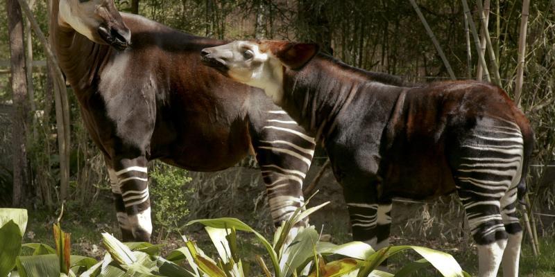 Conservation : une Okapi importée de la RDC a donné naissance aux USA ...